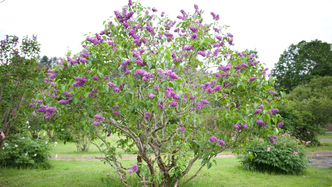 Essential steps to restore lilac blooms