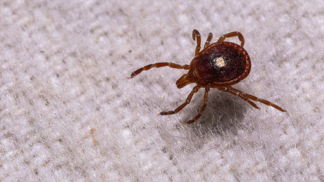 Tick-borne meat allergy cases rise as new treatment emerges