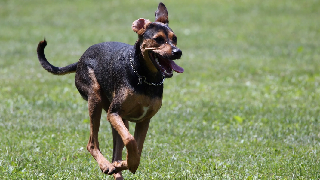 Understanding how dogs communicate