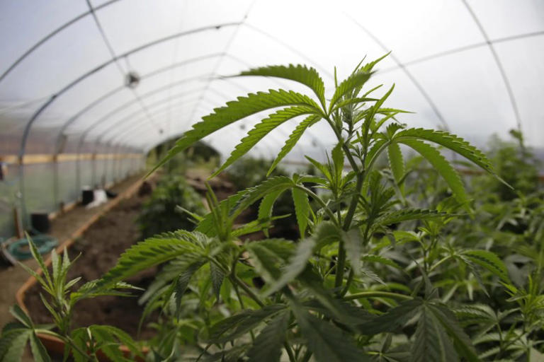 Charlie Harris' book Mendo explores Mendocino County's pot boom and bust