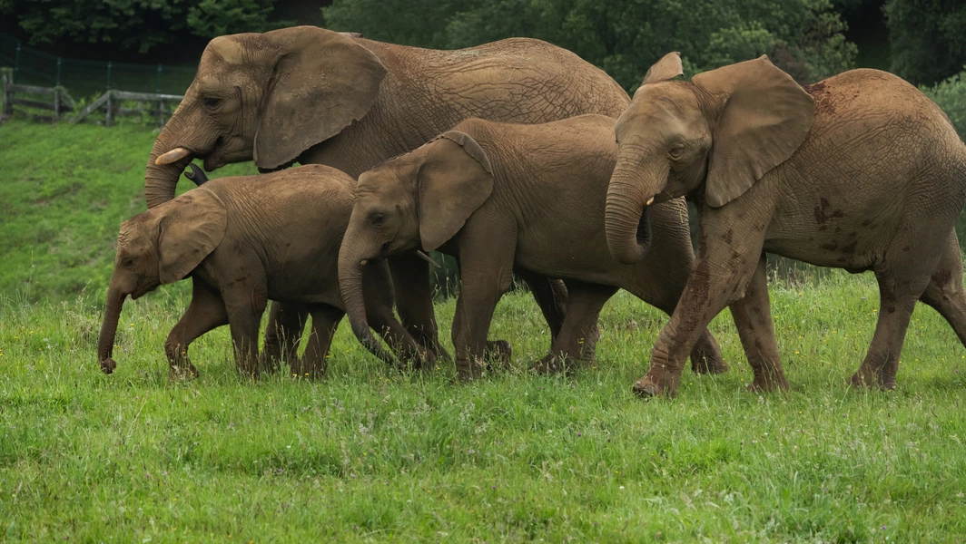 8 female leaders who rule the animal kingdom