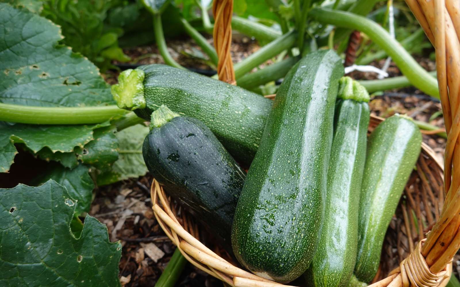 Ces gestes simples peuvent transformer vos pieds de courgettes en ...