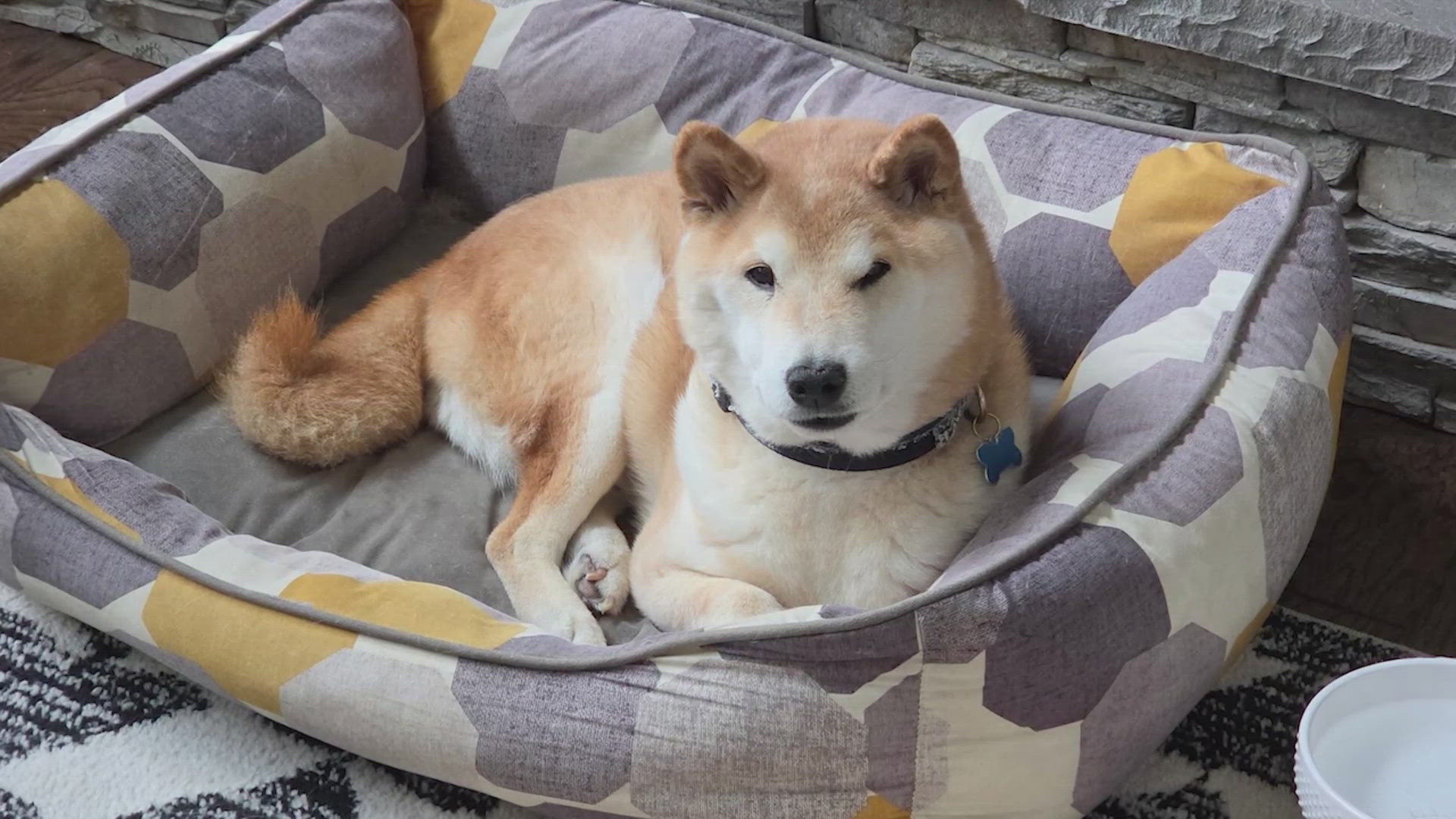 Shiba Inu dog stolen outside of Kirkland grocery store