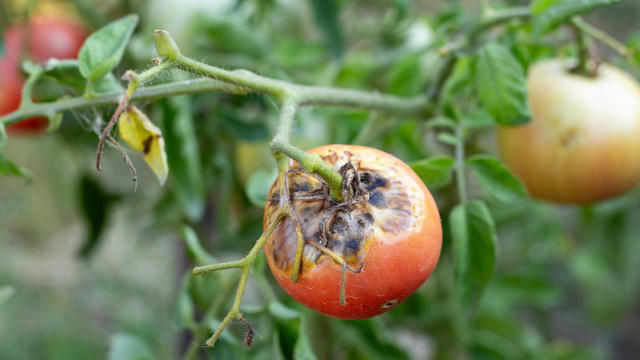 Gardener wakes to peppers, tomatoes, and okra withered and dead after ...