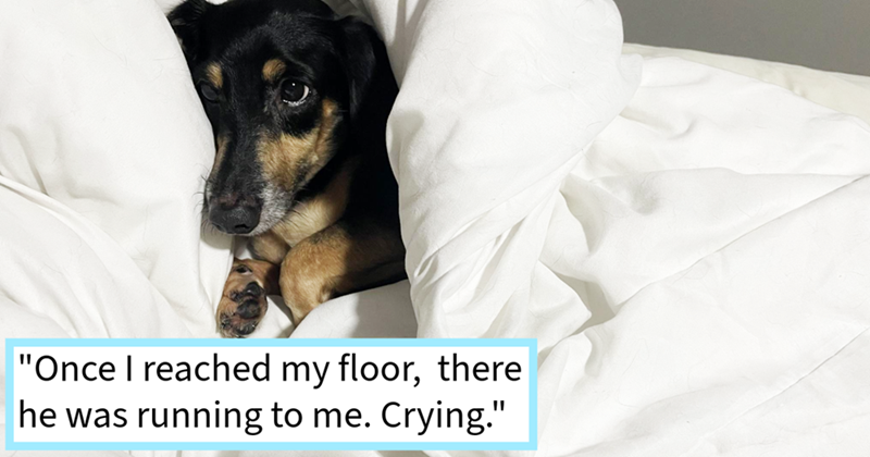Pawrent’s soul dog who slipped passed broken door lock surprisingly ...