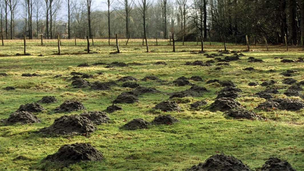 4 effective tools and methods for lawn leveling