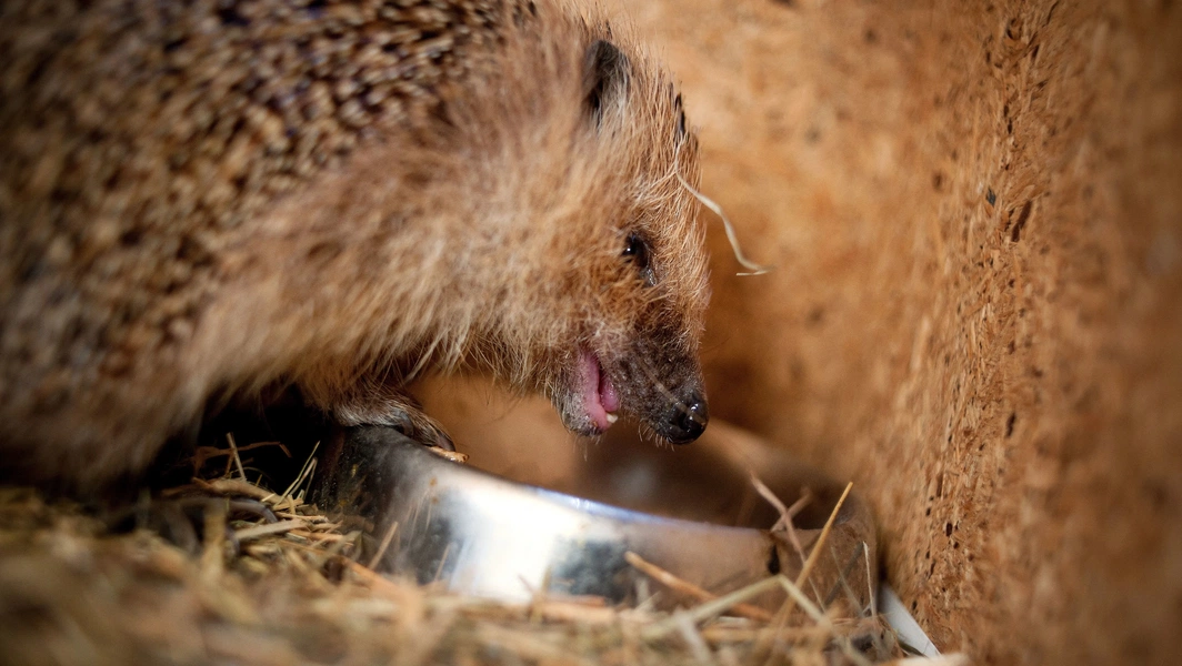 Rescuing and rehabilitating vulnerable hedgehogs