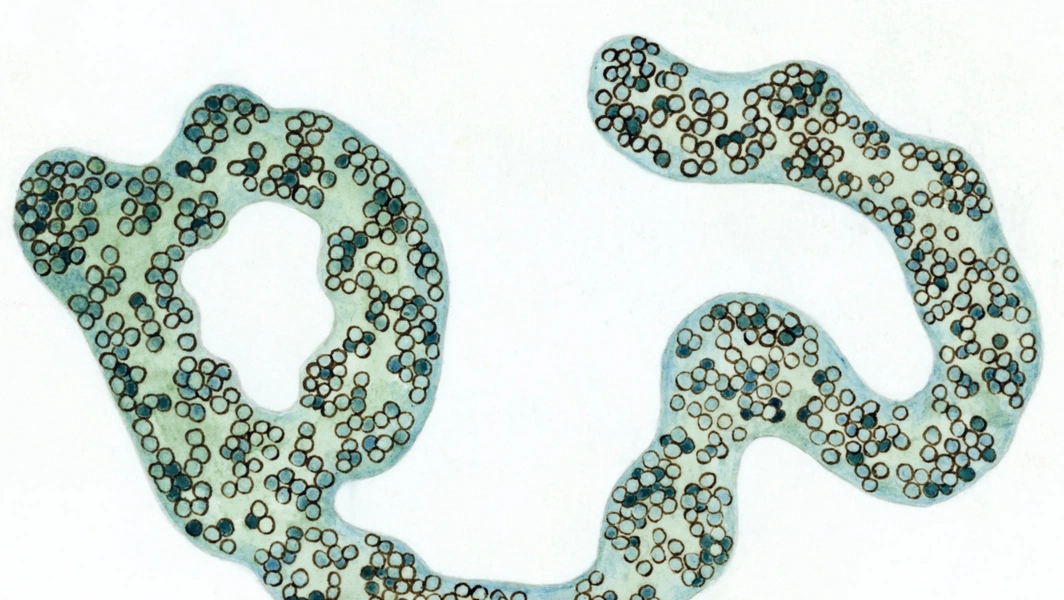 Heat-tolerant cyanobacteria boost respiration to survive stress