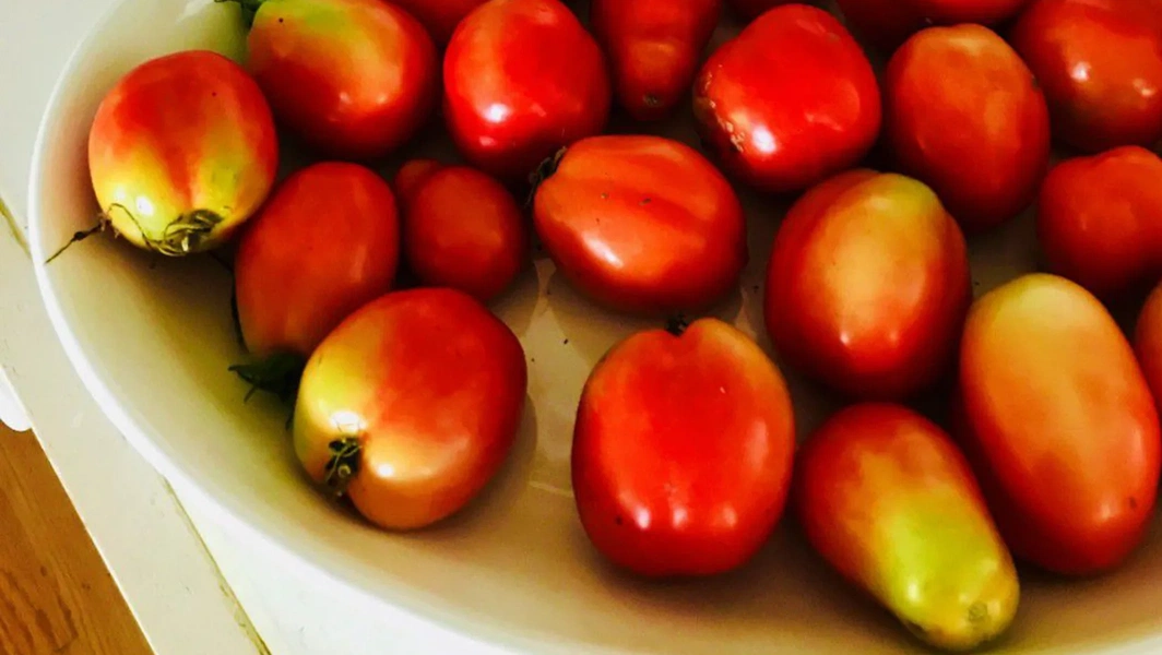 Why refrigeration ruins fresh tomato flavor