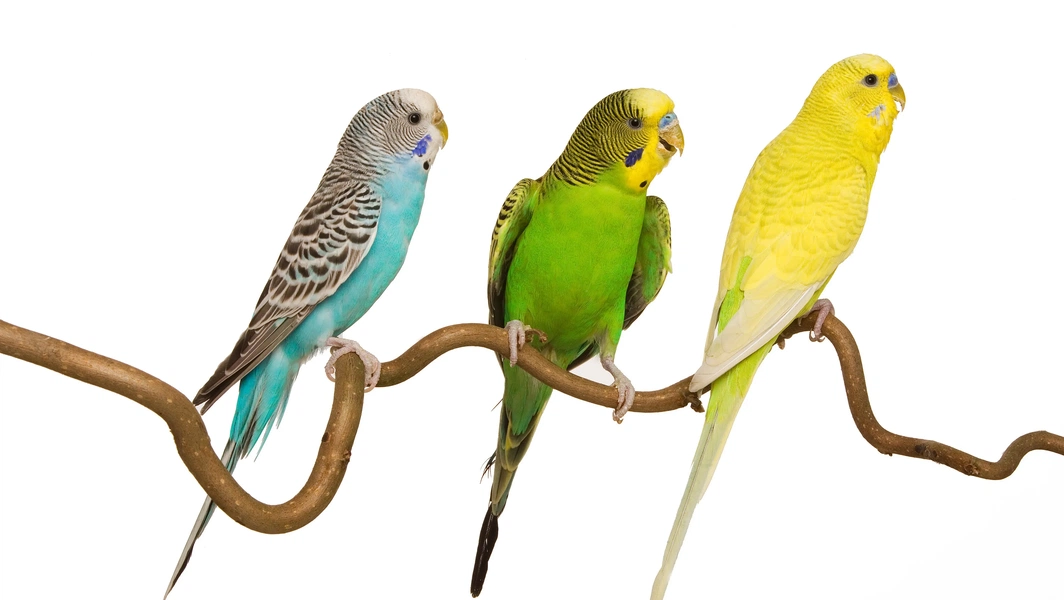 13 popular pet birds and their unique traits
