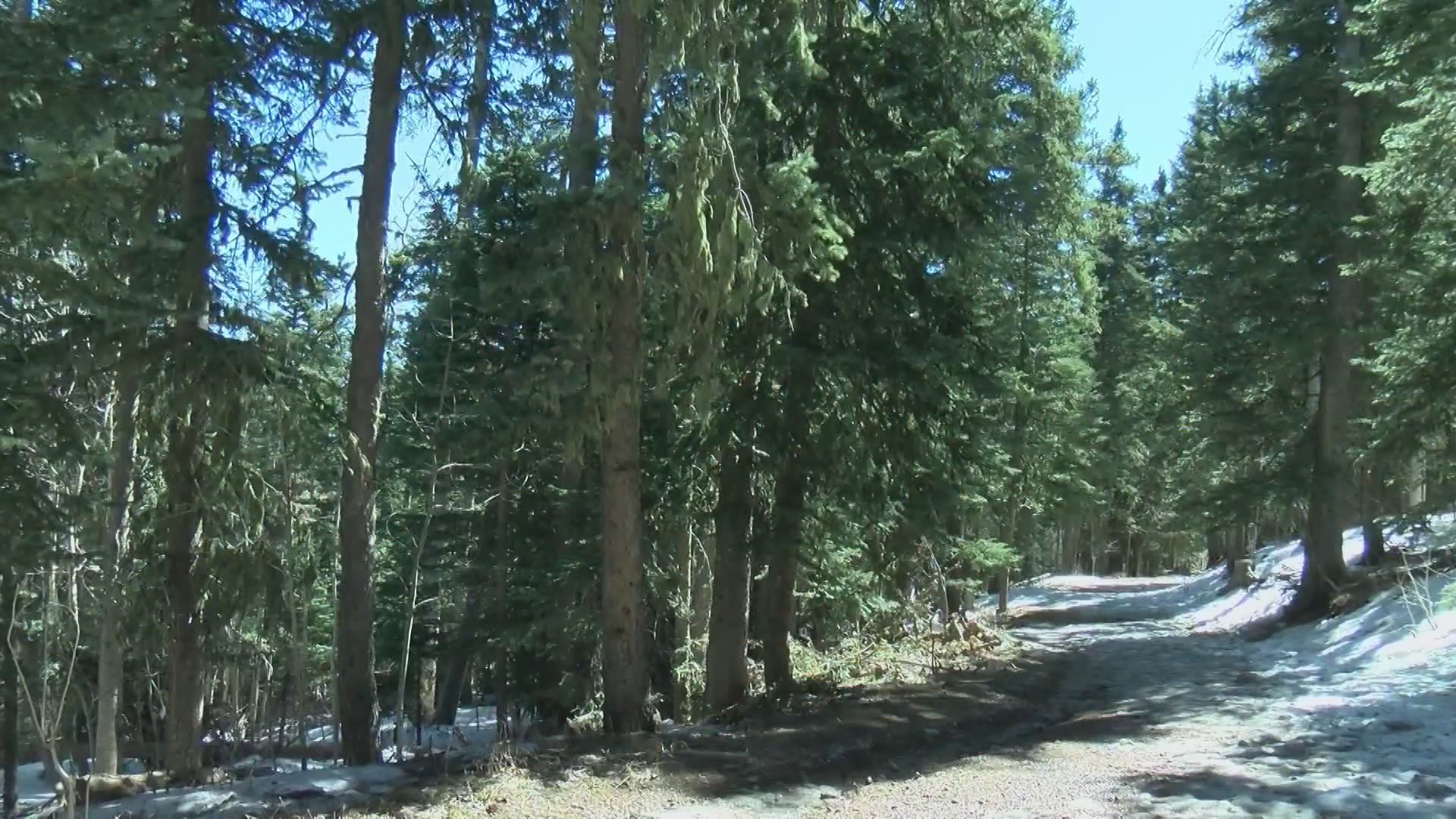 State Forestry Division releases report indicating tree deaths tripled ...