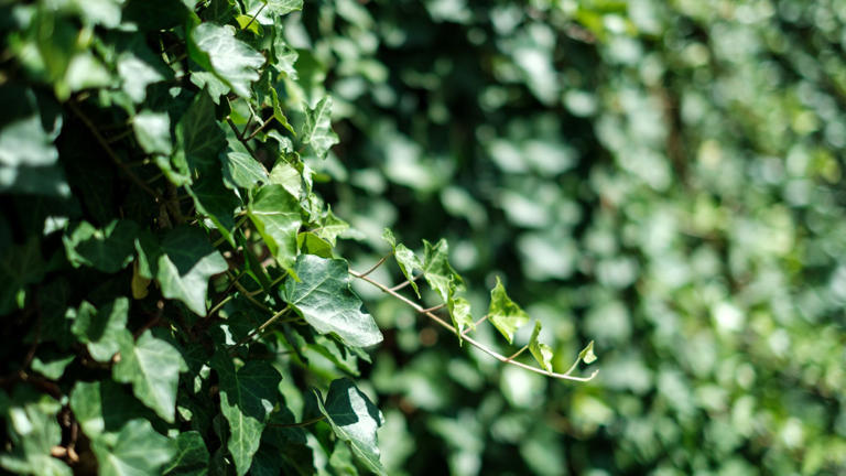 Making a big impact in a small garden is easy with these impressive ...