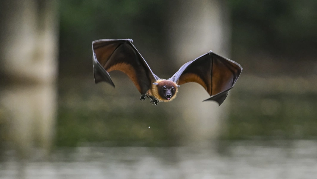 Debunking myths and misconceptions about bats