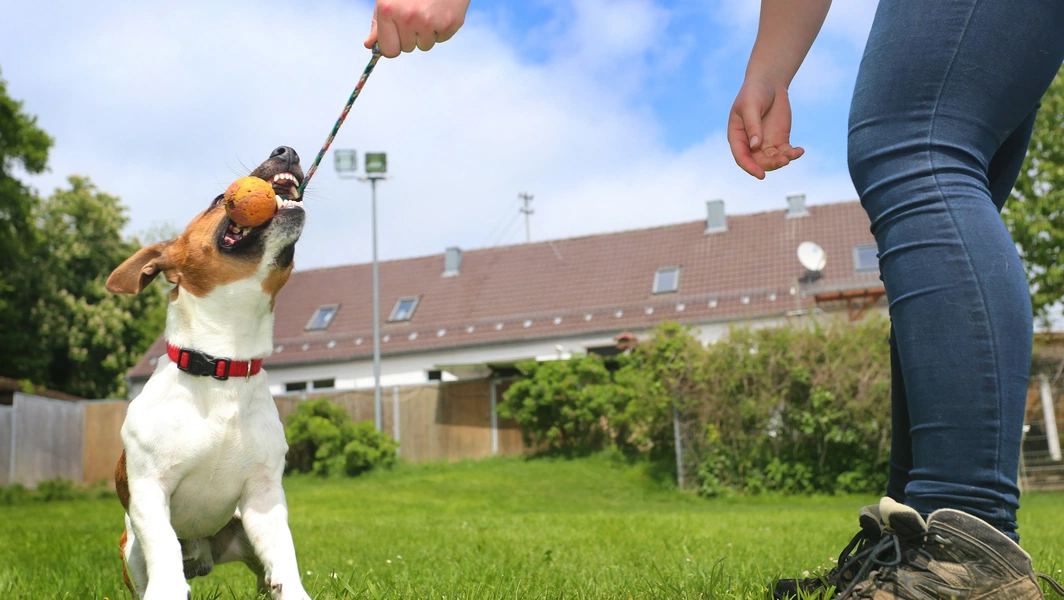 How to stop your dog’s nighttime barking