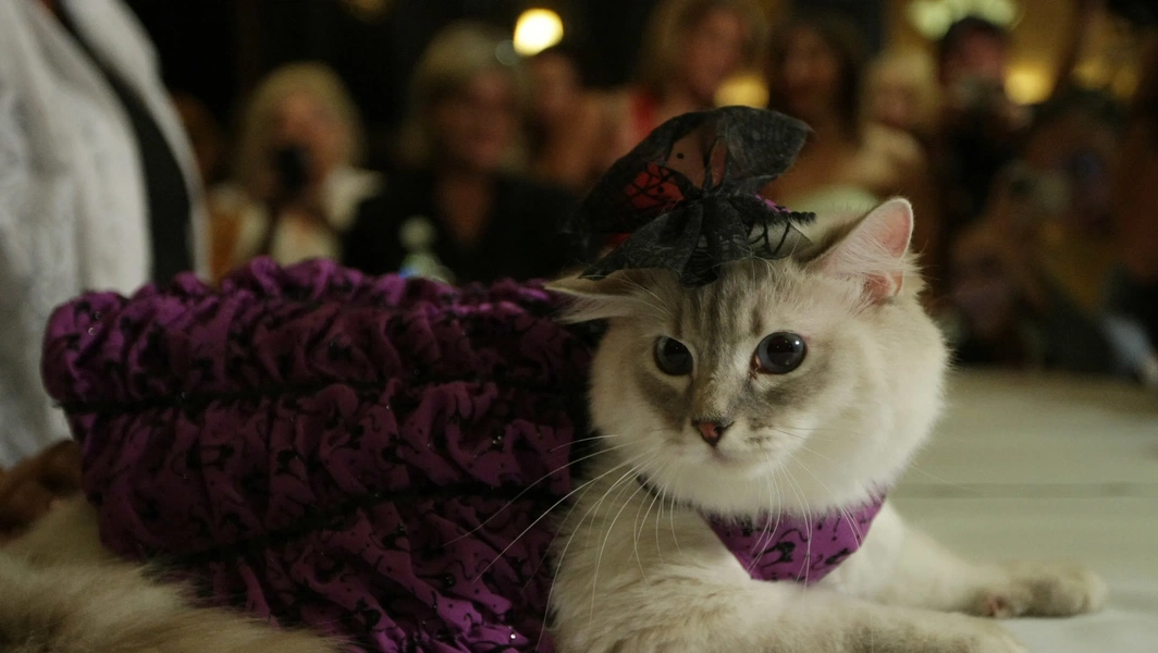 7 wealthiest pets and their lavish lifestyles