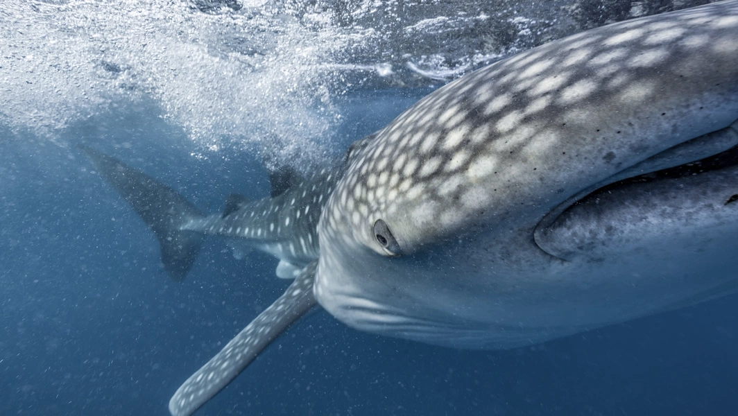 15 animals with misleading common names