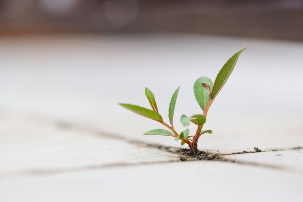Man spots tiny plant on skirting board and knows it's a huge problem