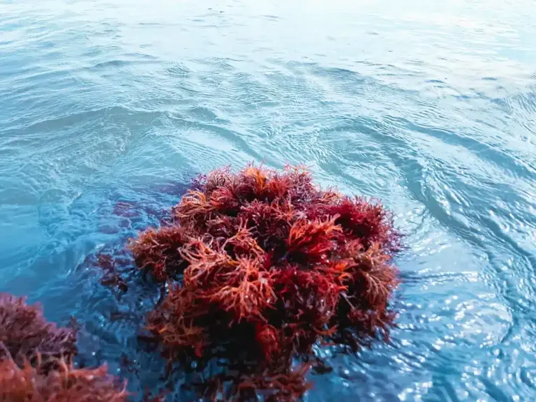 Ces algues rouges envahissent les plages atlantiques et transforment le ...
