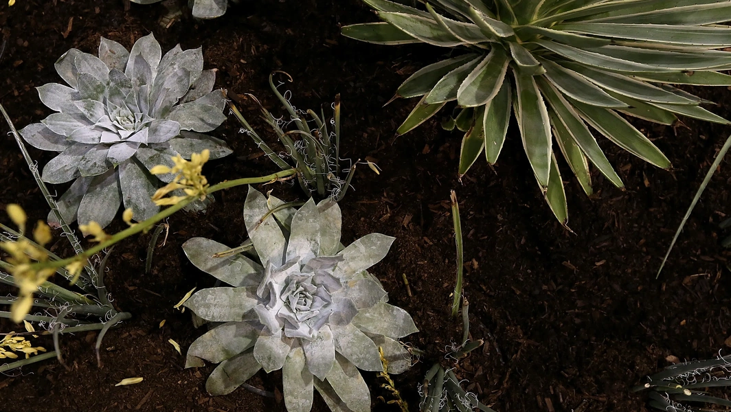 Succulent care tips every plant lover needs