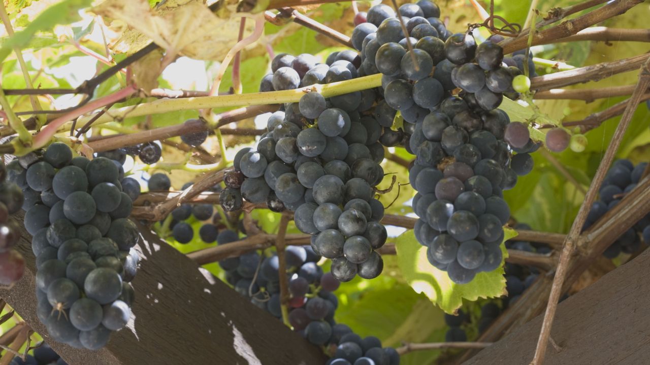 What to do with a grape vine in June – 5 tasks for the best fruits