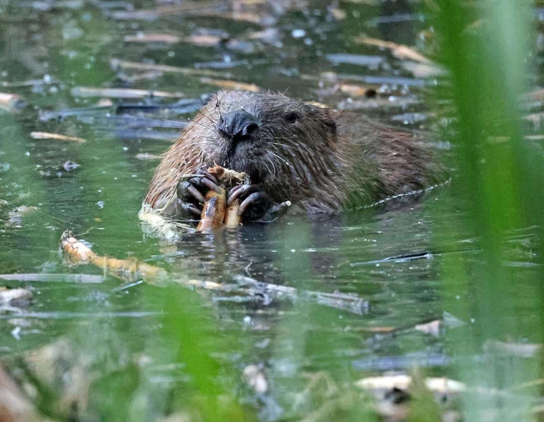 How eight beavers solved a decades-old Tube flooding problem