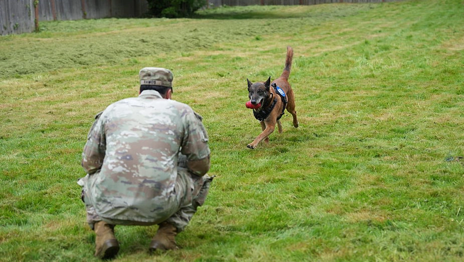 10 protective dog breeds with strong guarding instincts