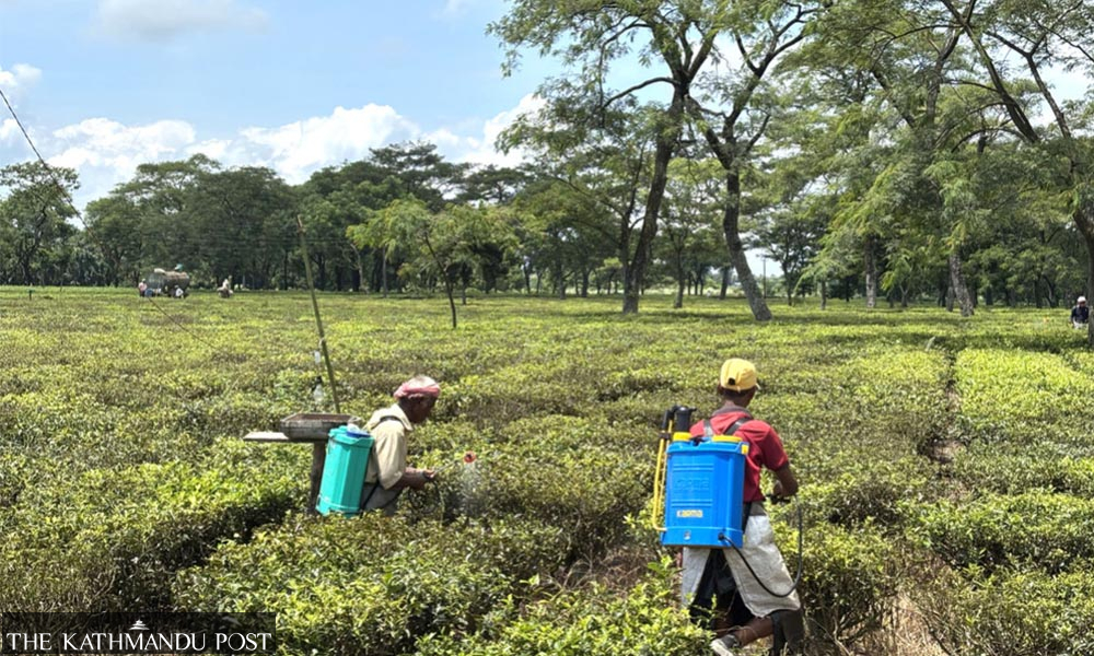 Nepal tea factories to shut as India tightens export rules, shipments stuck