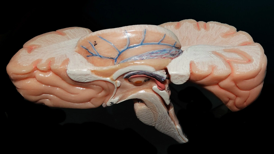 12 common myths debunked by science