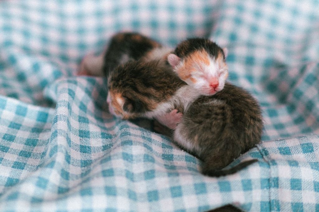 The miracle rescue of five kittens born stuck together