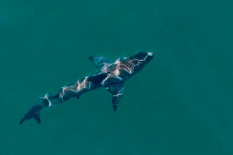 Drone ban lifted over Coogee Beach as woman left fighting for life ...