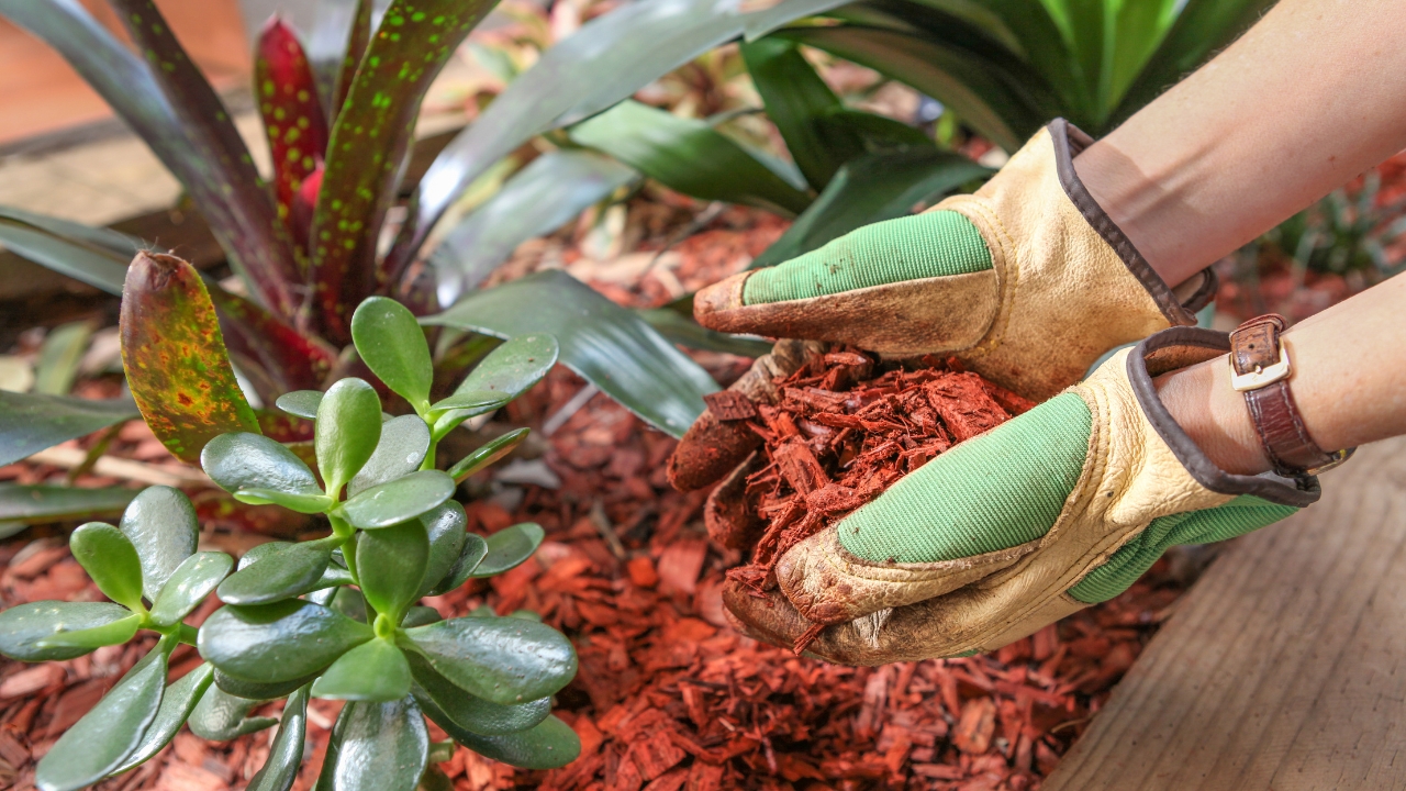 10 reasons your mulch isn’t working