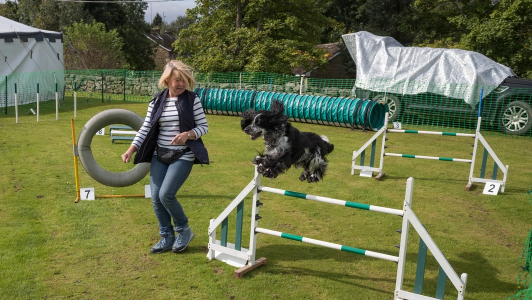 Building strong bonds with your dog