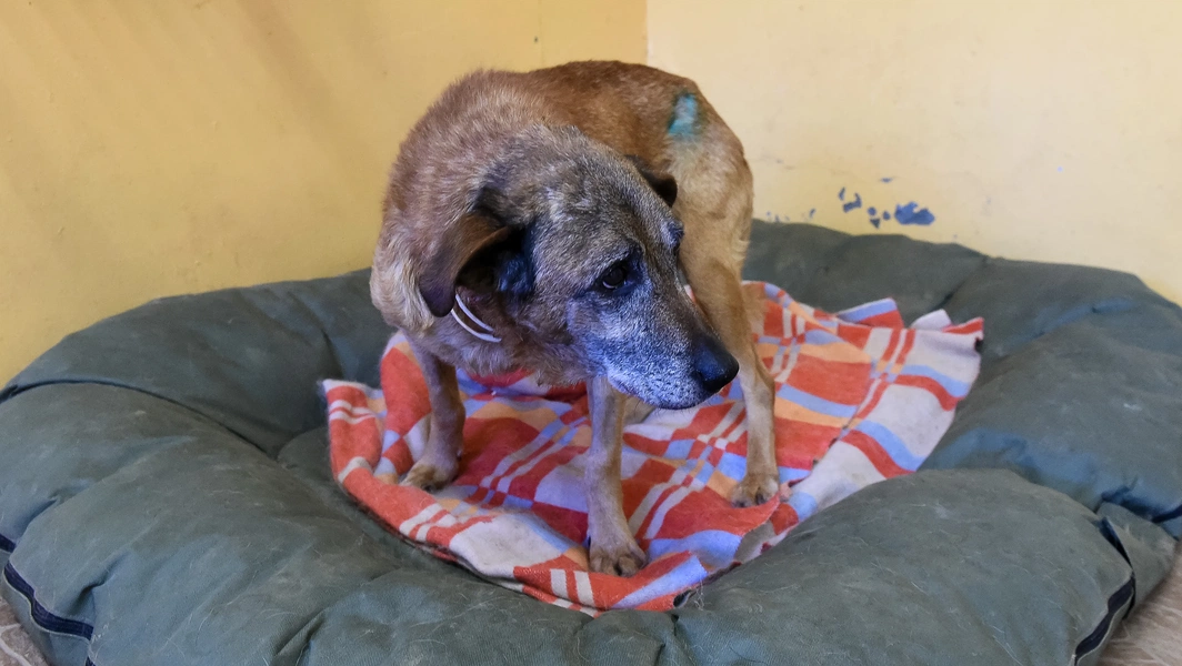 7 signs a dog may be nearing the end of life
