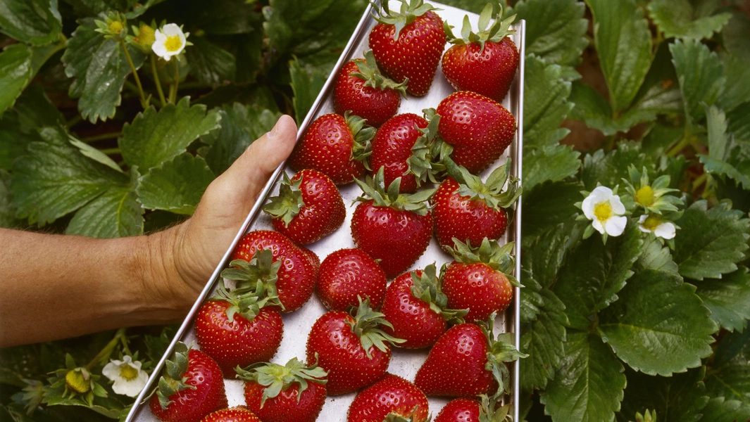 Limited-edition flavors in Graeter’s summer 2026 lineup