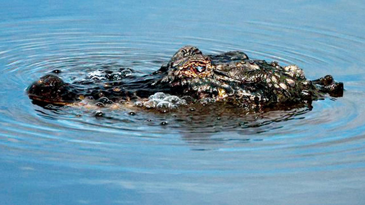 Drunk driver fleeing police jumps into Louisiana swamp, gets bitten by ...