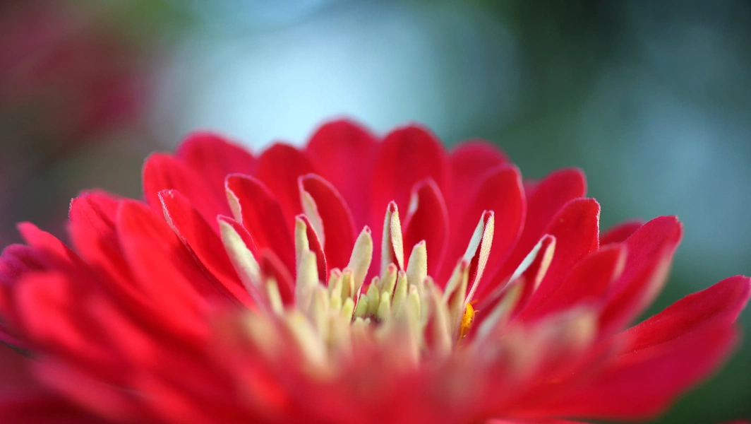 Grow dreamy gardens with zinnias and ranunculus