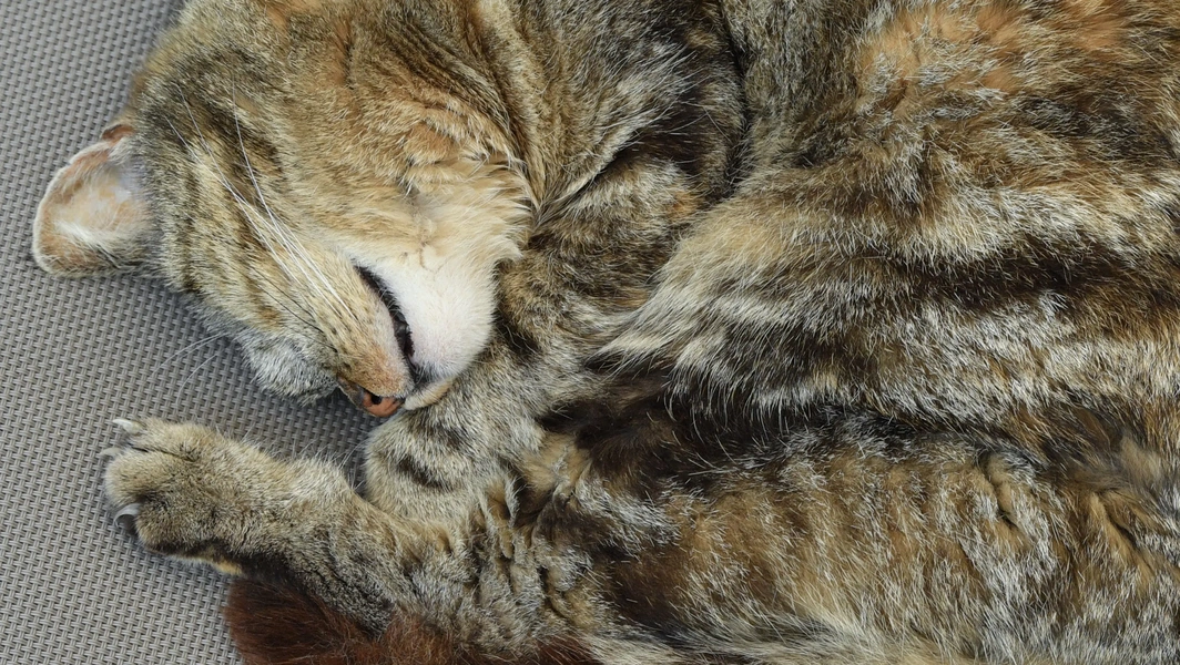 13 common cat behaviors and their meanings