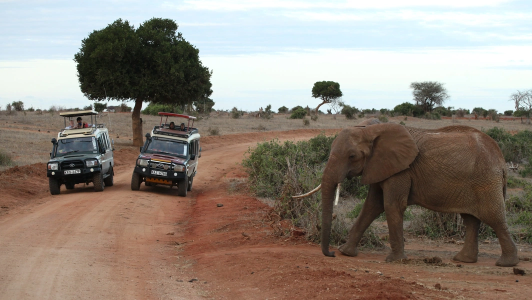 How our presence reshapes wildlife behavior