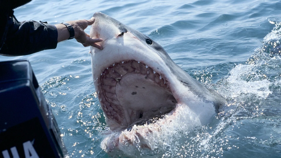 5 sharks with the most powerful bites