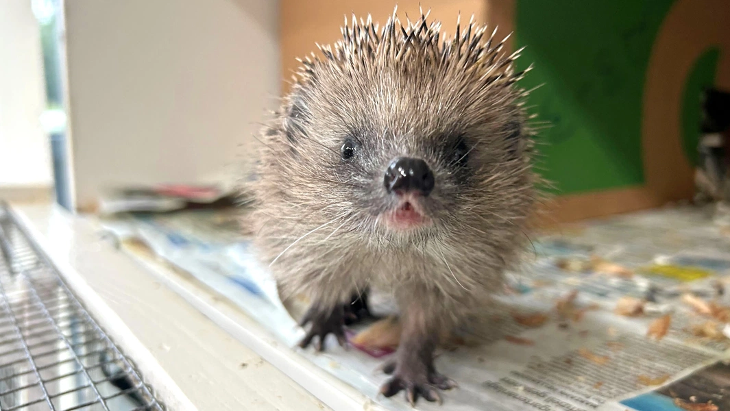 10 animals restricted or banned as US pets