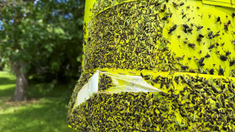 Protecting native ash trees from pest that can strip them bare