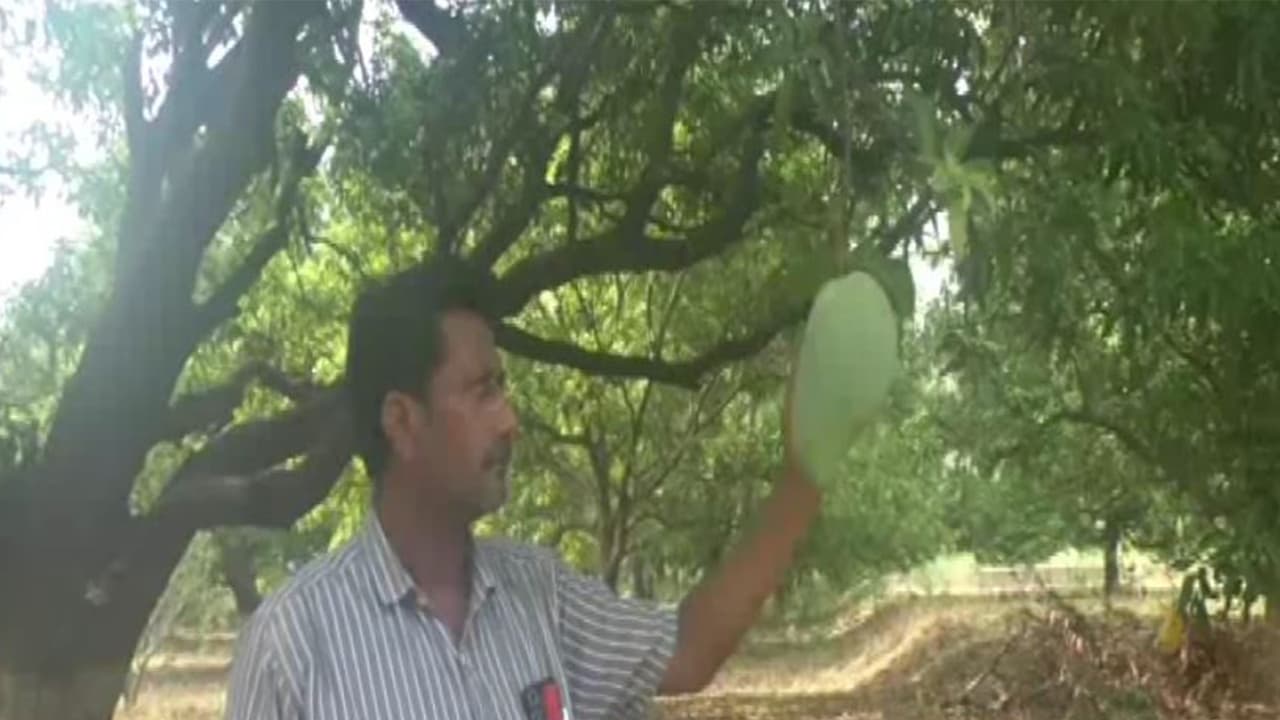 Madhya Pradesh's rare Noorjahan mango sells for Rs 3,000 per piece