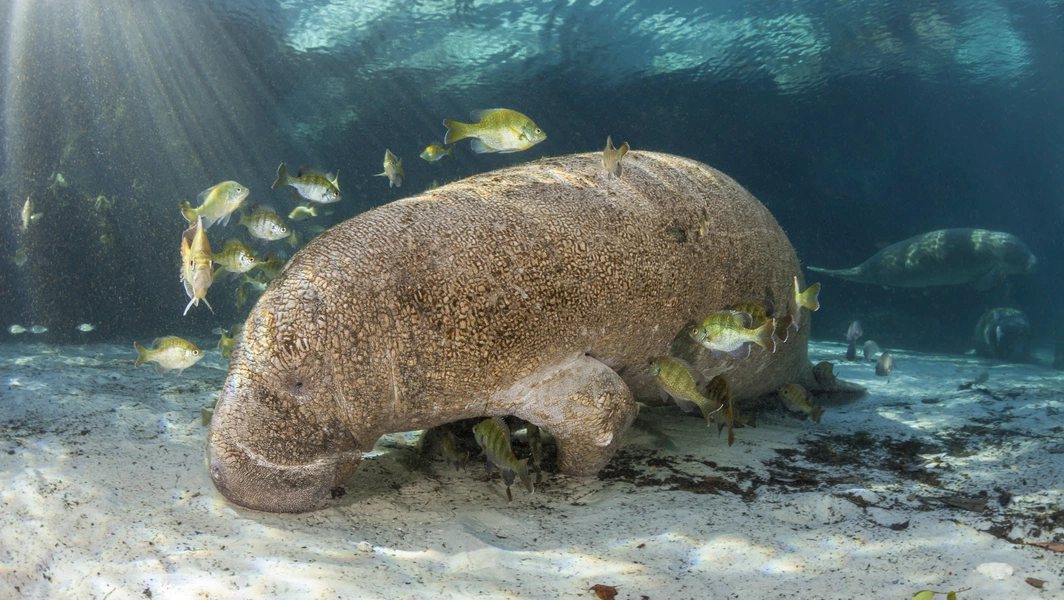 10 rare animal species unique to the United States
