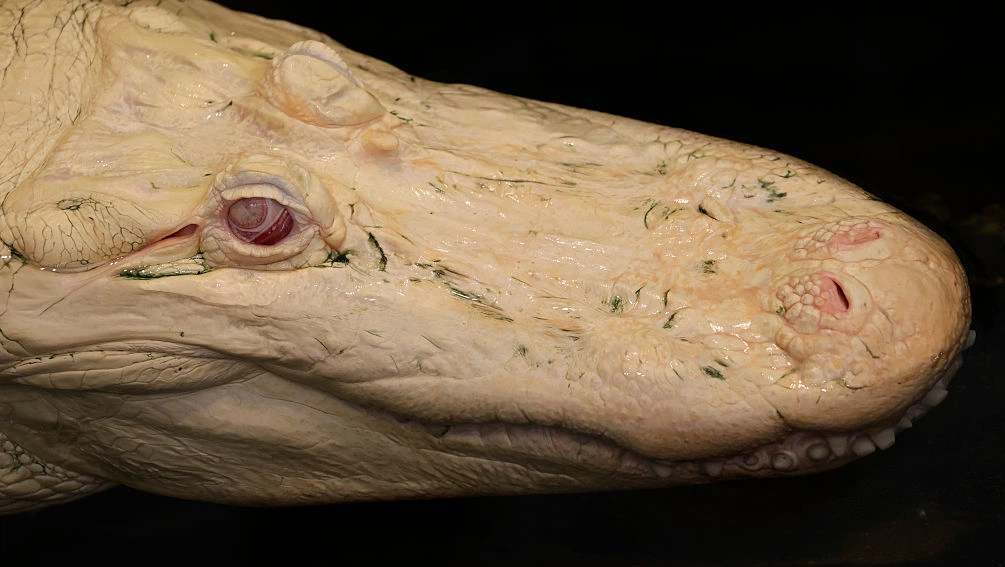 10 rare and fascinating sights worldwide