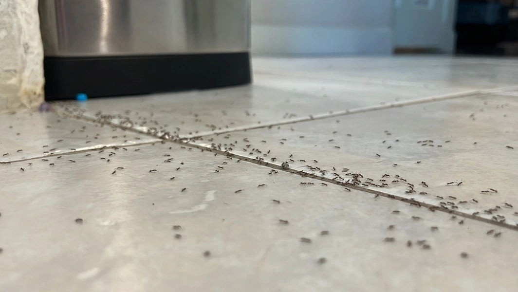 6 indoor and outdoor ant killers for 2026