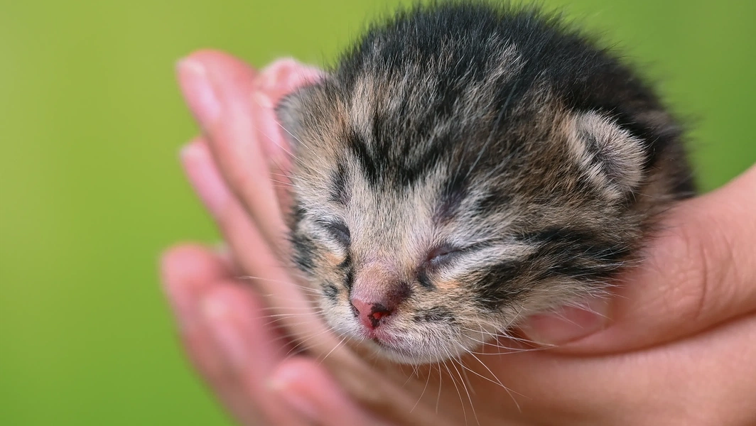 Understanding cat age in human years