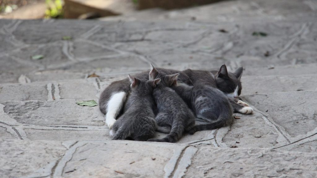 The miracle rescue of five kittens born stuck together