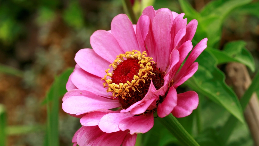 15 low-maintenance flowers and grasses for sunny gardens