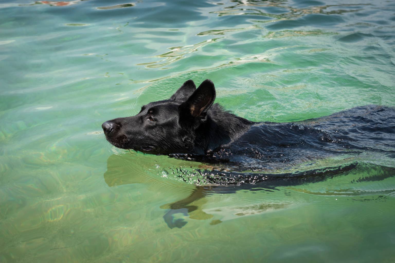 A dog drifted 2.5 miles into the North Sea — then a boat captain ...