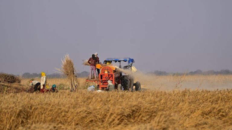 El Nino has hit India: How agriculture shock is likely as farmers brace ...